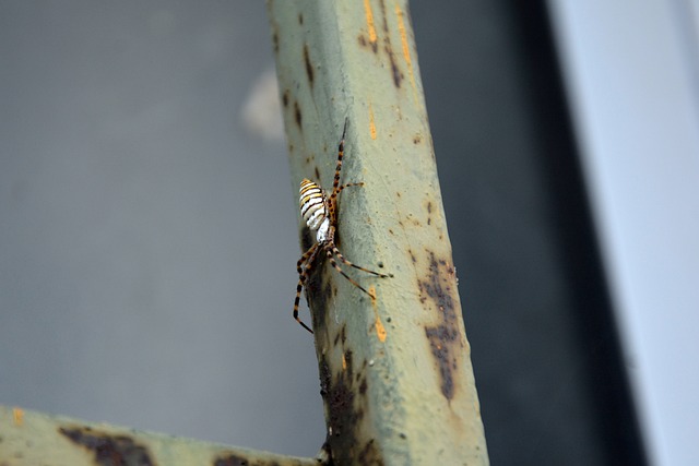 Arachnid Tiger Spider Insects - Free photo on Pixabay - Pixabay