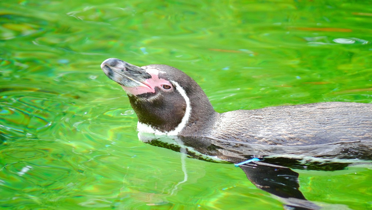 Más de 90 imágenes gratis de Pinguinos Nadando y Pingüino - Pixabay