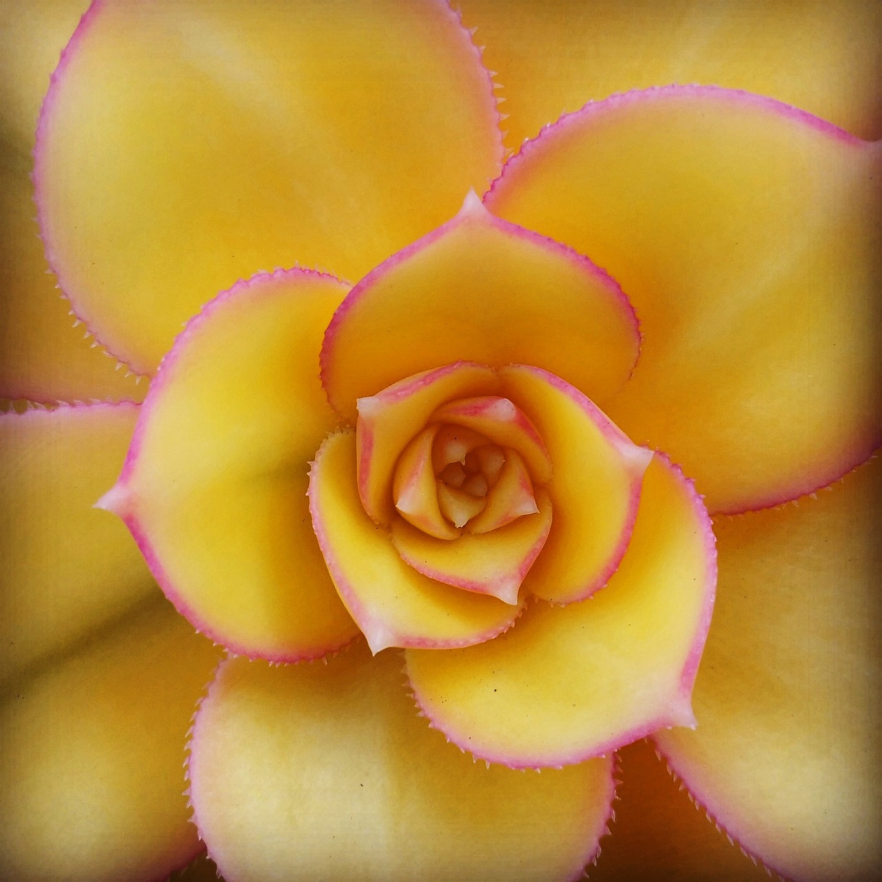5,000+ Succulent Pictures & Images [HD] - Pixabay