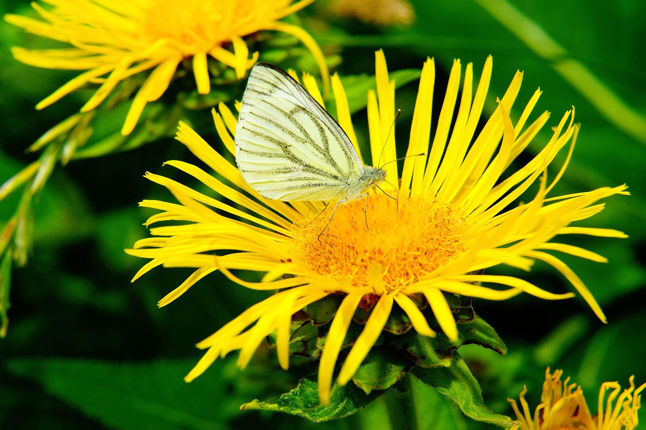 Animal Insecte Papillon - Photo gratuite sur Pixabay - Pixabay