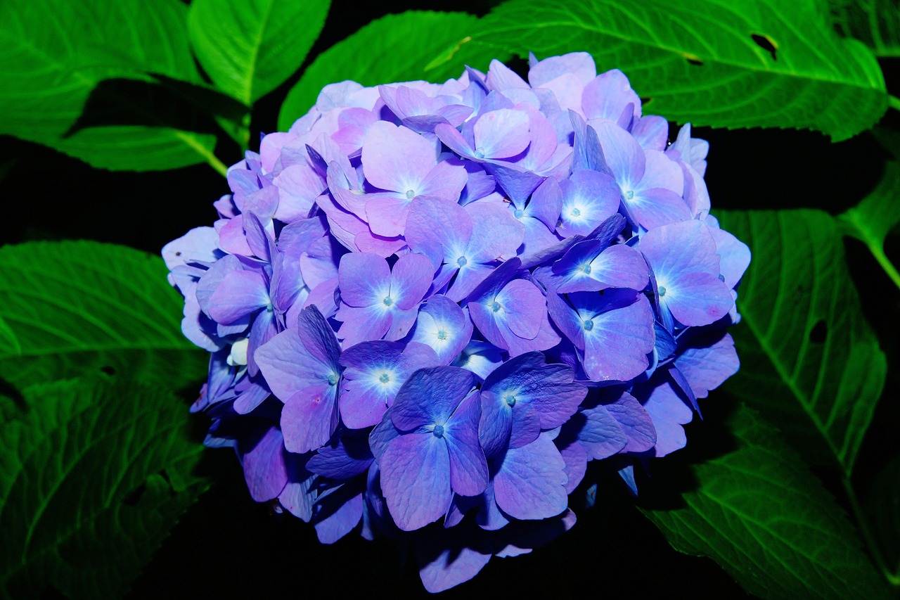 Flores Hortensias Flor Foto Gratis En Pixabay Pixabay