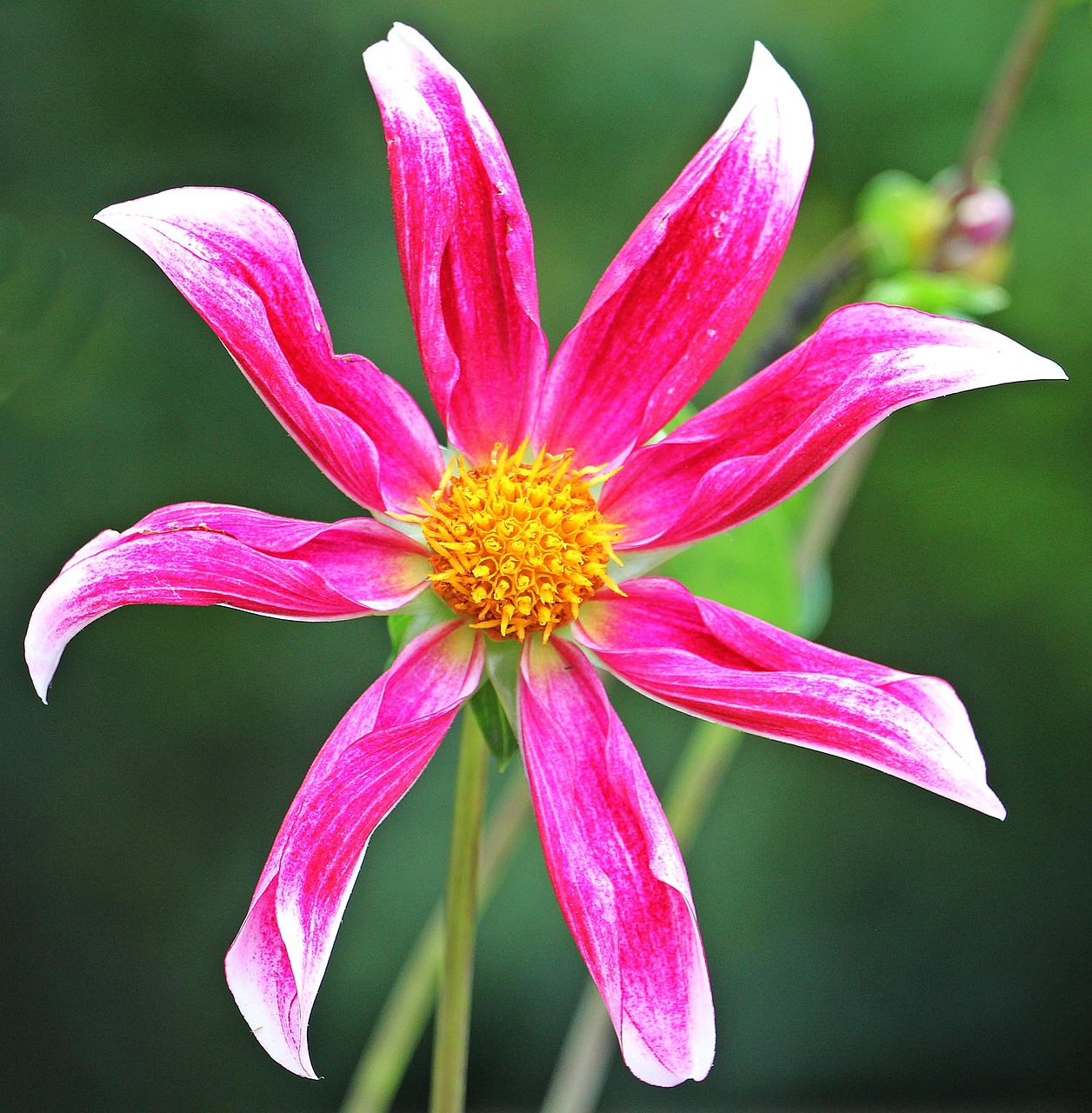 Star Dahlia Georgine - Free photo on Pixabay - Pixabay