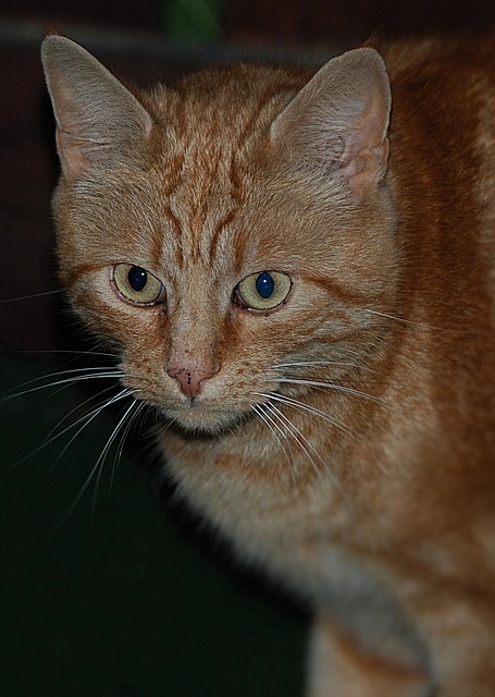 Potret Kucing Merah Mabuk - Foto gratis di Pixabay - Pixabay