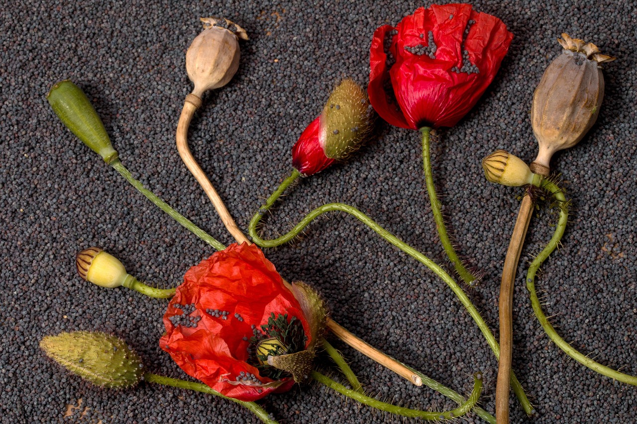 Poppy Flower Capsules Red - Free photo on Pixabay - Pixabay