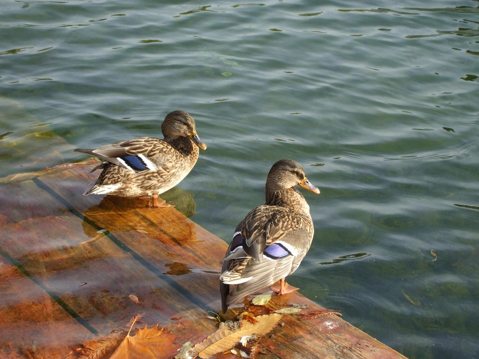 Enten Vögel Tiere - Kostenloses Foto auf Pixabay - Pixabay