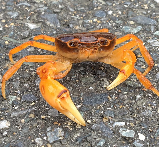 Sawa Crab - Free photo on Pixabay