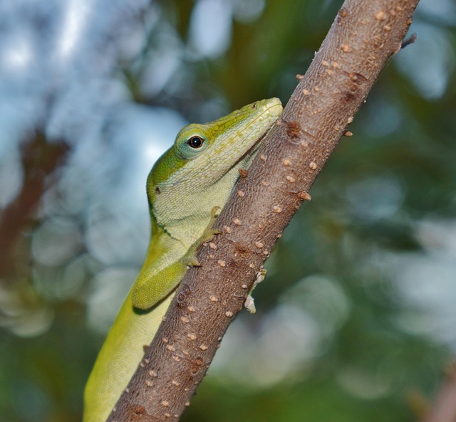 Anolis Anole Verde Lagarto - Foto gratis en Pixabay - Pixabay
