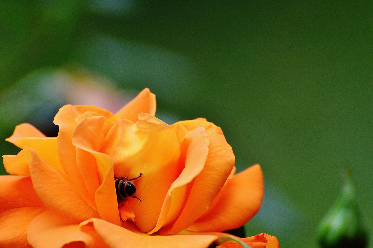 Rose Bee Orange - Free photo on Pixabay - Pixabay