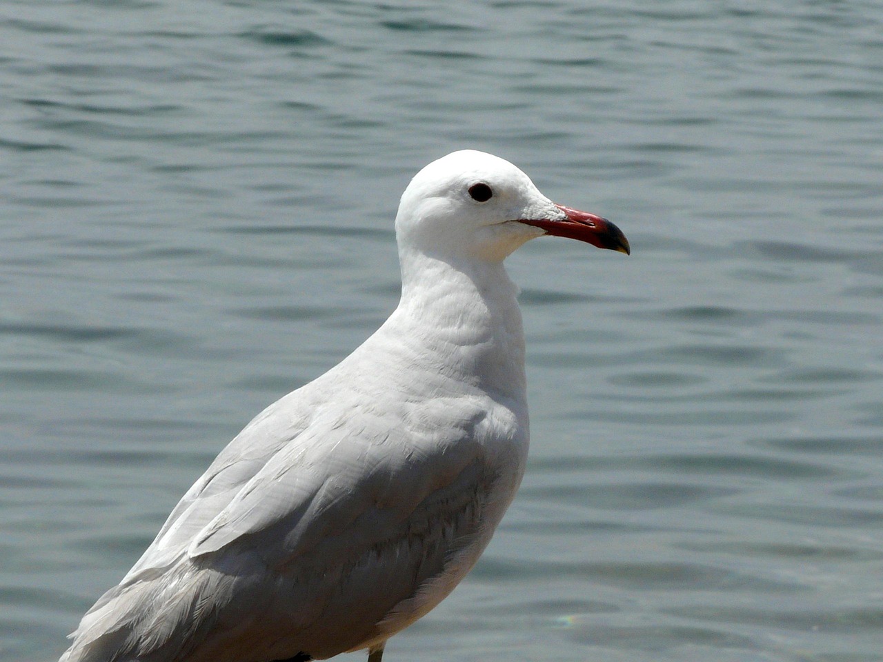 Gaviota Mar Ave Acuática - Foto gratis en Pixabay - Pixabay