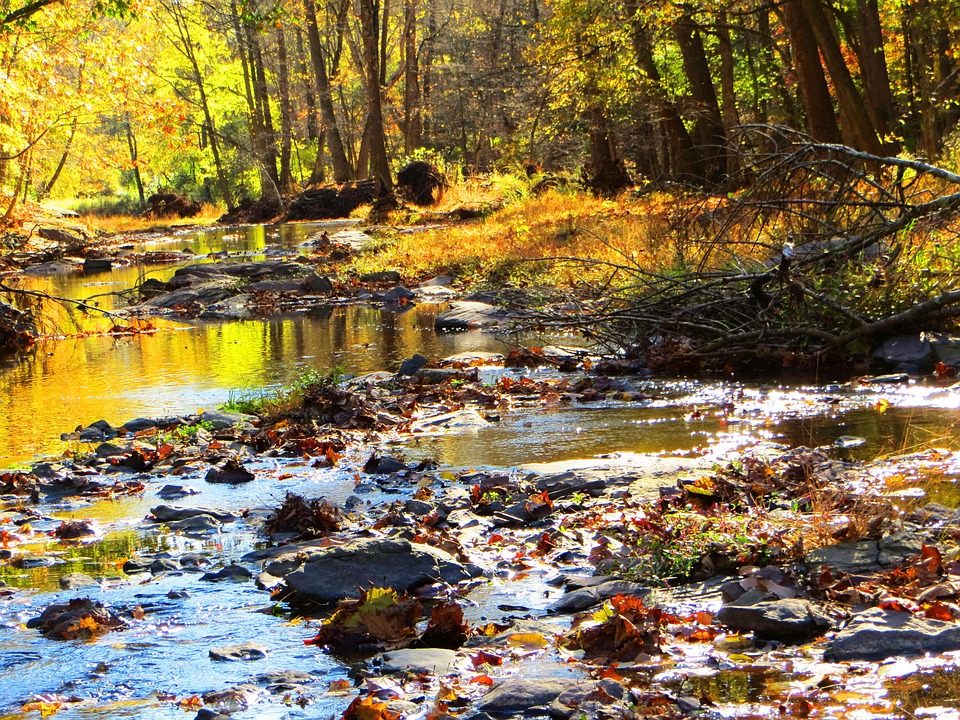Babbling Creek Autumn Trees Brook - Free photo on Pixabay - Pixabay