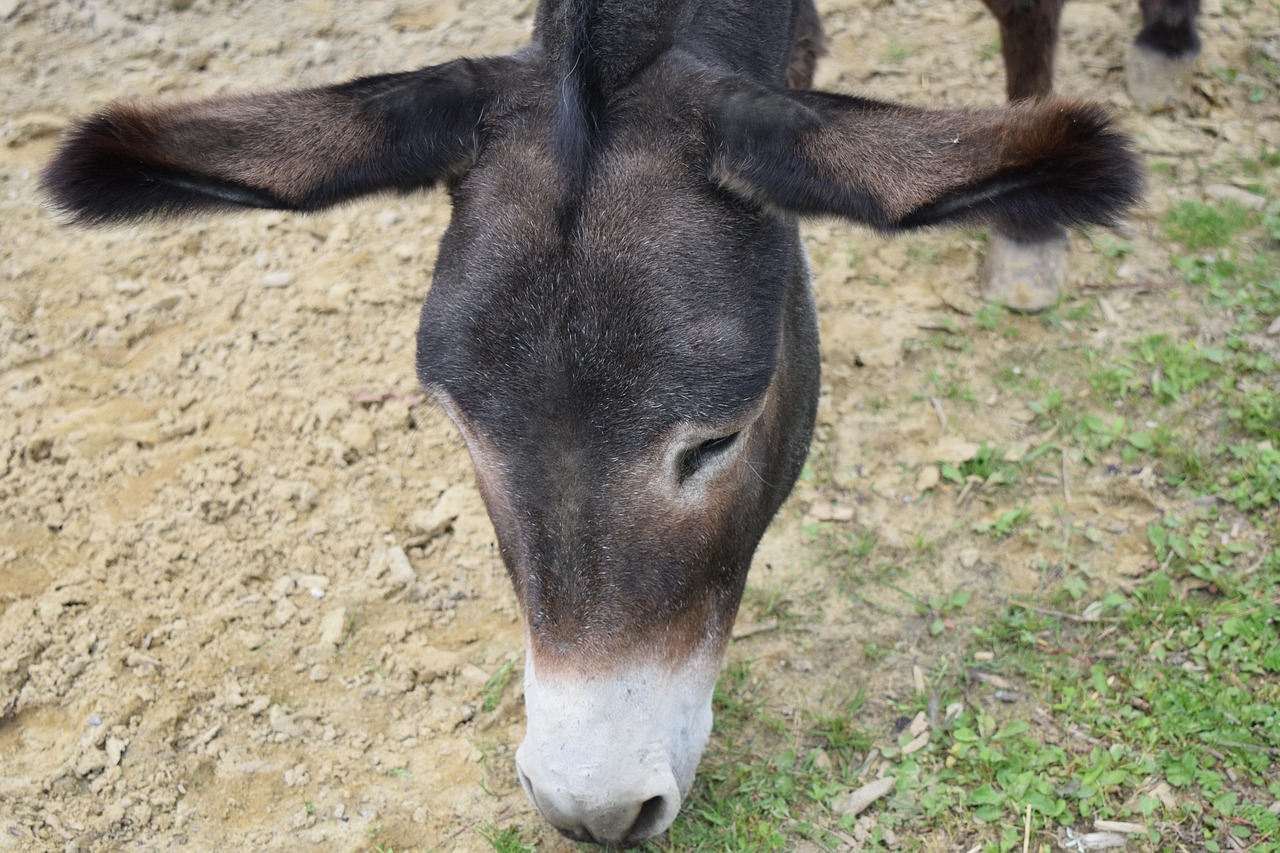 Equus Africanus Asinus Cabeza De - Foto gratis en Pixabay - Pixabay