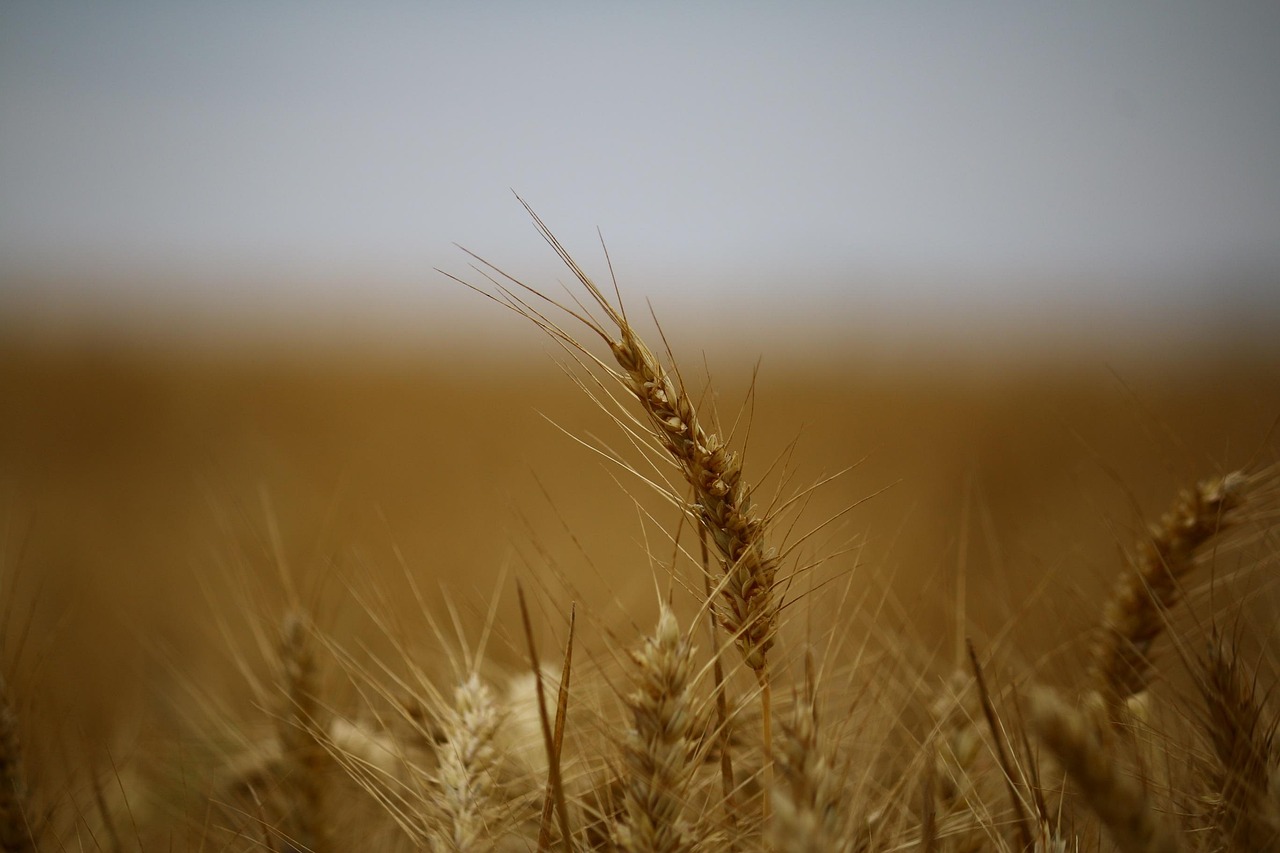 1.000+ kostenlose Weizenfelder und Weizenfeld-Bilder - Pixabay