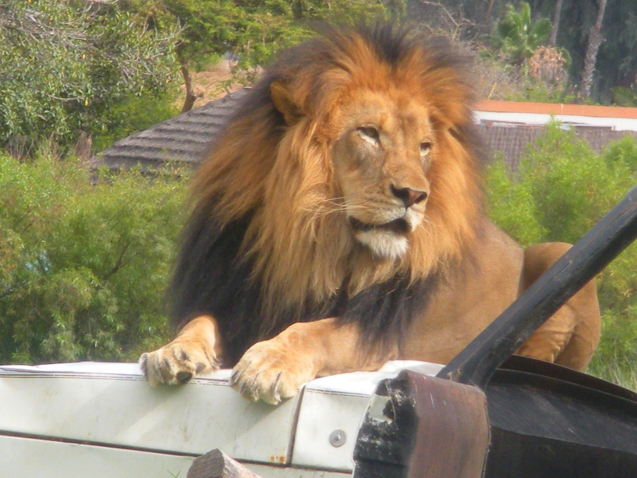 Lion Zoo Animaux De - Photo gratuite sur Pixabay - Pixabay