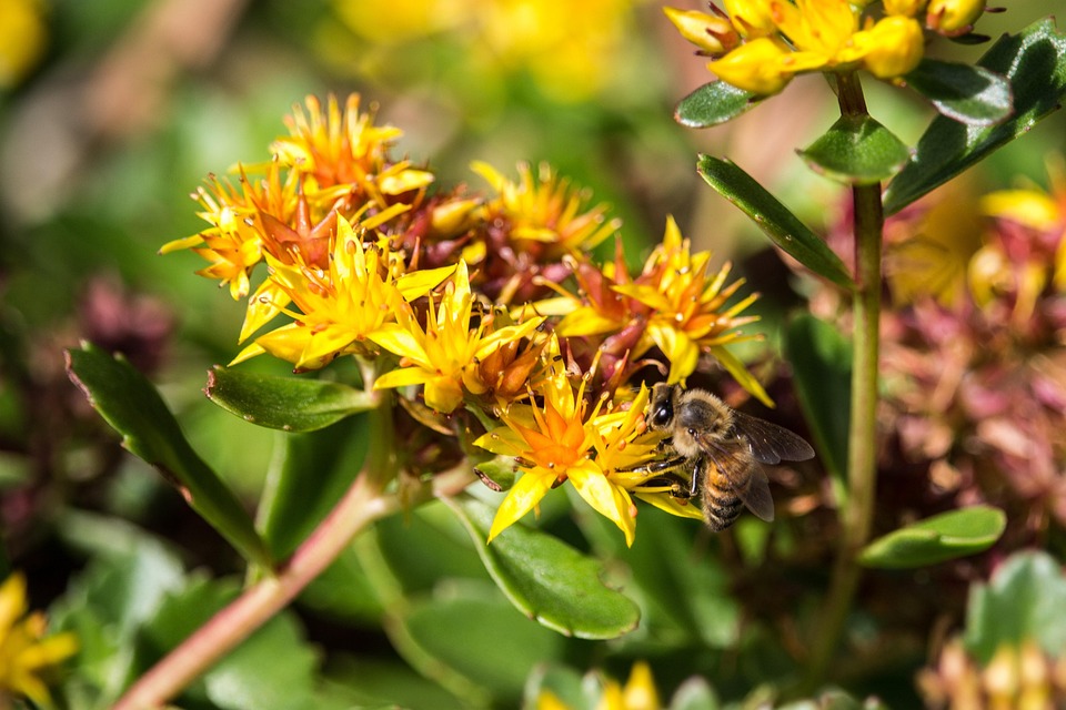 Abeille Jaune Fleur - Photo gratuite sur Pixabay - Pixabay