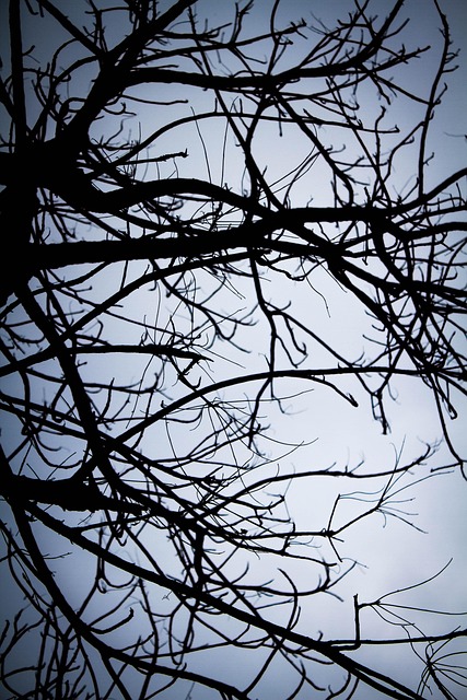 Shadow Branches Lonely No - Free photo on Pixabay