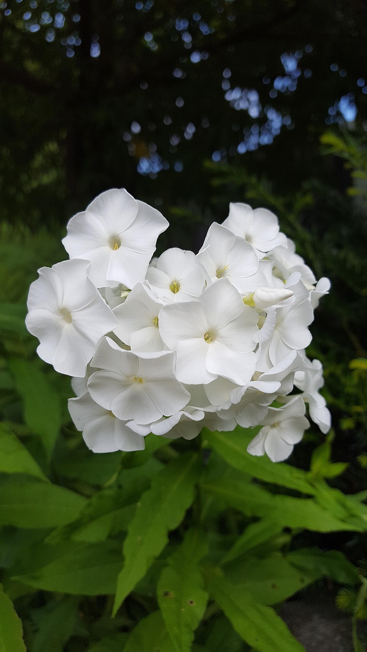White Garden Phlox Flower Heyday - Free photo on Pixabay - Pixabay