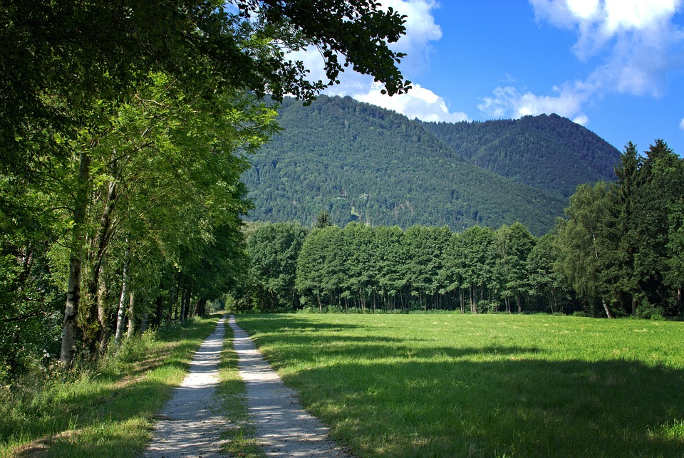Weg Wald Bäume - Kostenloses Foto auf Pixabay