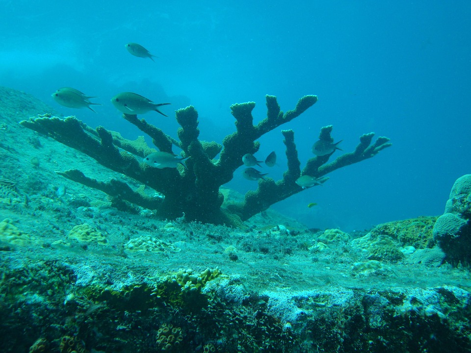 Sea Fish Tree - Free photo on Pixabay