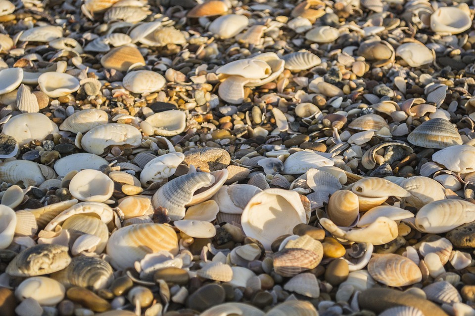 Muscheln Strand Meer - Kostenloses Foto auf Pixabay