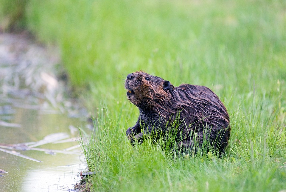 Beaver Pond Wildlife - Free photo on Pixabay