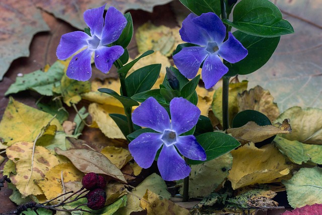 A Pequena Sempre-Viva Flor Vinca - Foto gratuita no Pixabay - Pixabay