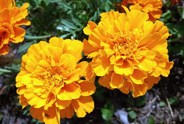 Souci Jaune Fleur - Photo gratuite sur Pixabay