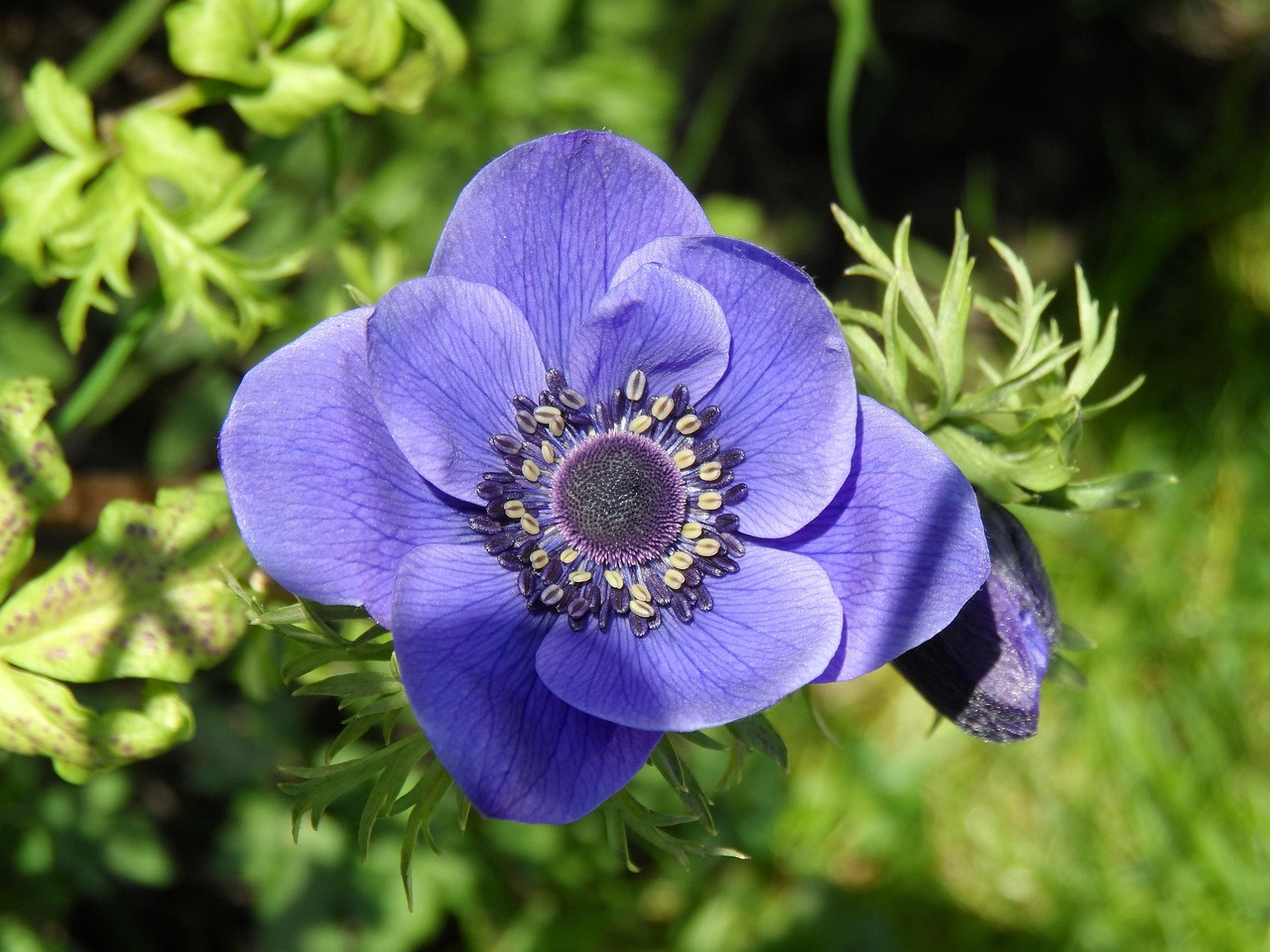 Anemone Wood Flower · Free photo on Pixabay