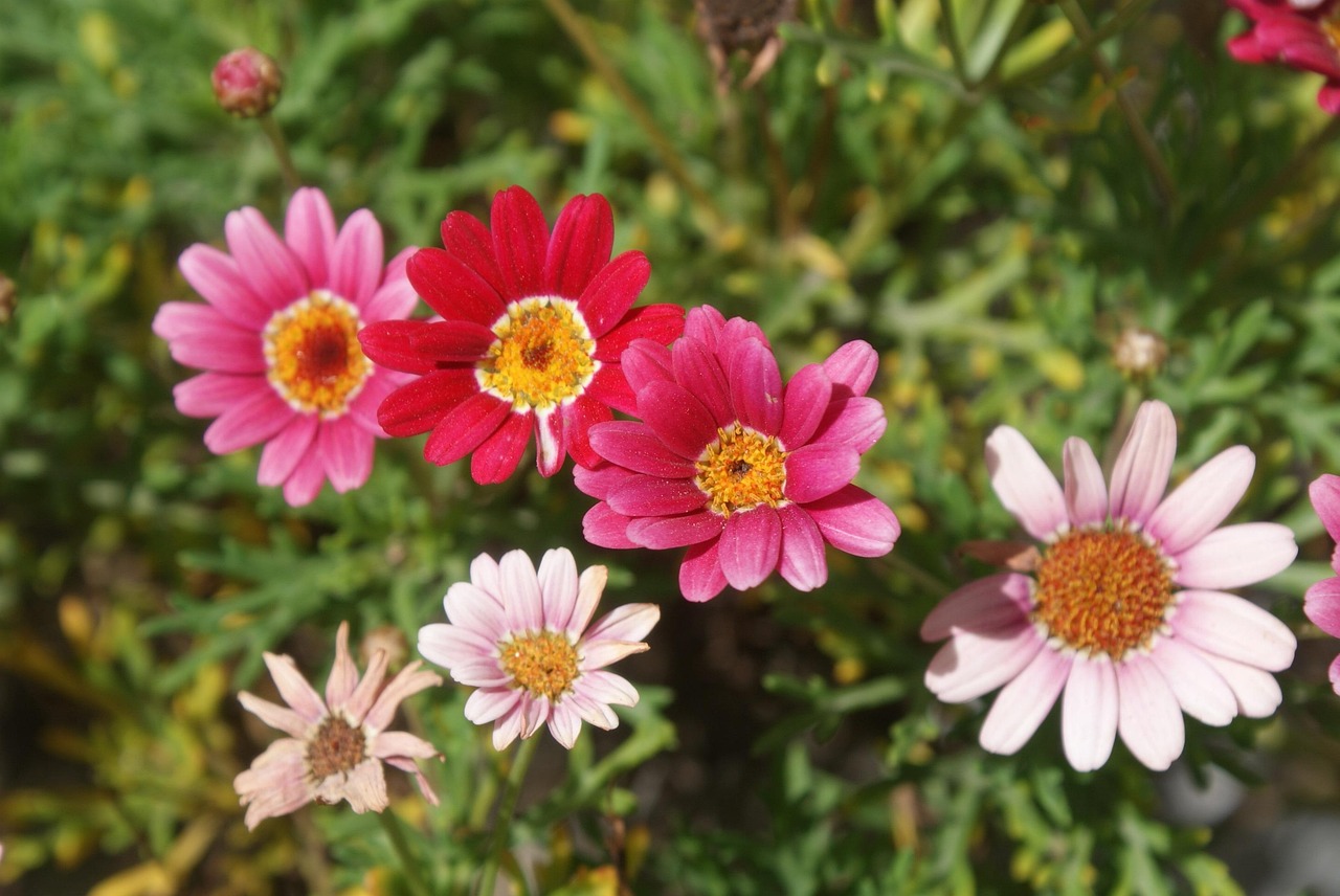 Blumen Garten Flora - Kostenloses Foto auf Pixabay