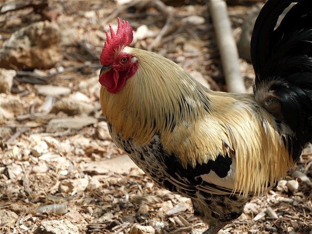 Haan Animals Poultry - Free photo on Pixabay - Pixabay