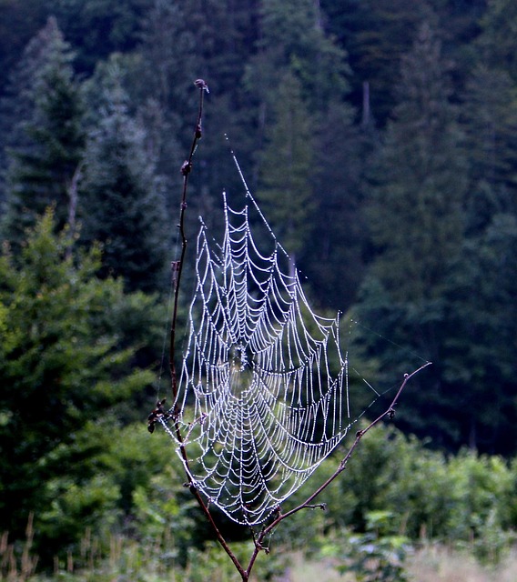 Netz Traumfänger Mystisch · Kostenloses Foto auf Pixabay