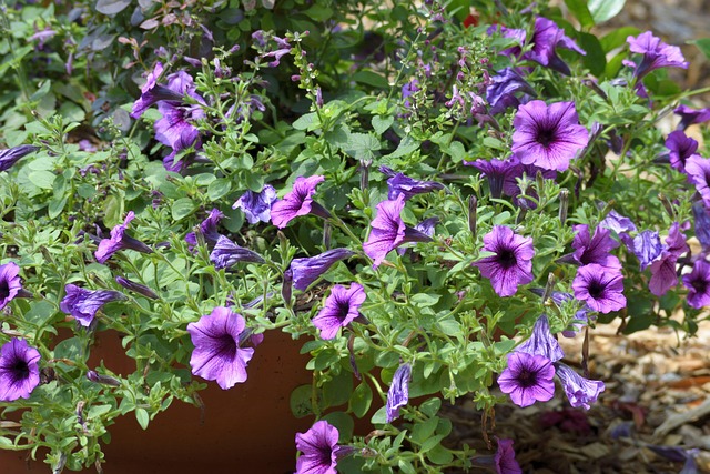 Floral Flowers Colorful - Free photo on Pixabay