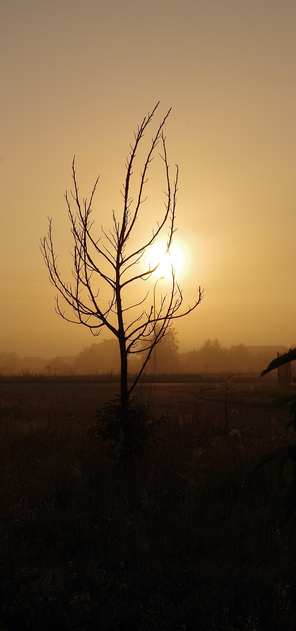 70+ Free Tree Without Leaves & Tree Images - Pixabay