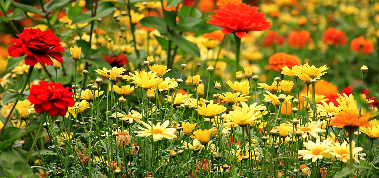 100+ Free Mixed Flowers & Nature Images - Pixabay