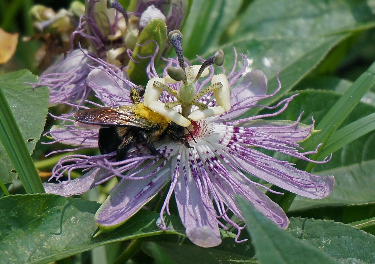 Passion Flower Pollen-Loaded - Free photo on Pixabay