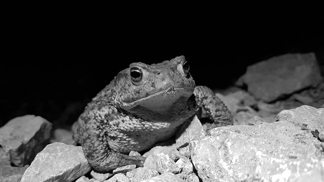 Sapo Reptiles Naturaleza Blanco Y - Foto gratis en Pixabay - Pixabay