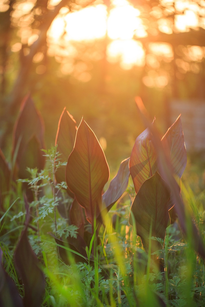 Sunset Grass Plant - Free photo on Pixabay - Pixabay