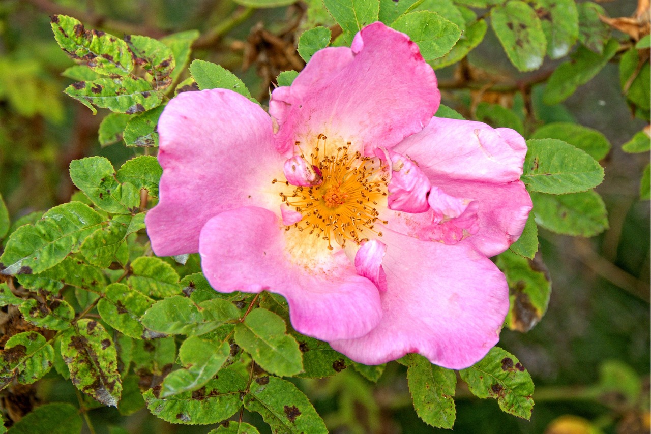 Rose Blossom Bloom - Free photo on Pixabay - Pixabay