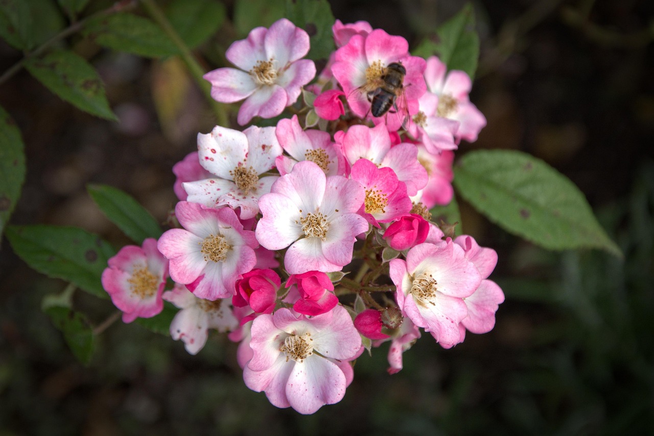 Rose Blossom Bloom - Free photo on Pixabay - Pixabay