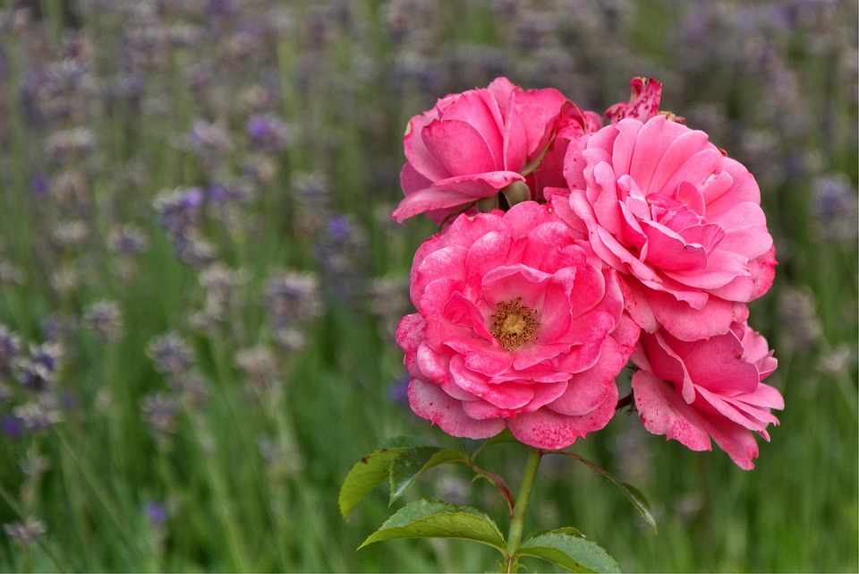 Rose Fleur Floraison - Photo gratuite sur Pixabay - Pixabay