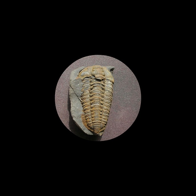10+ Free Trilobite & Fossil Images - Pixabay
