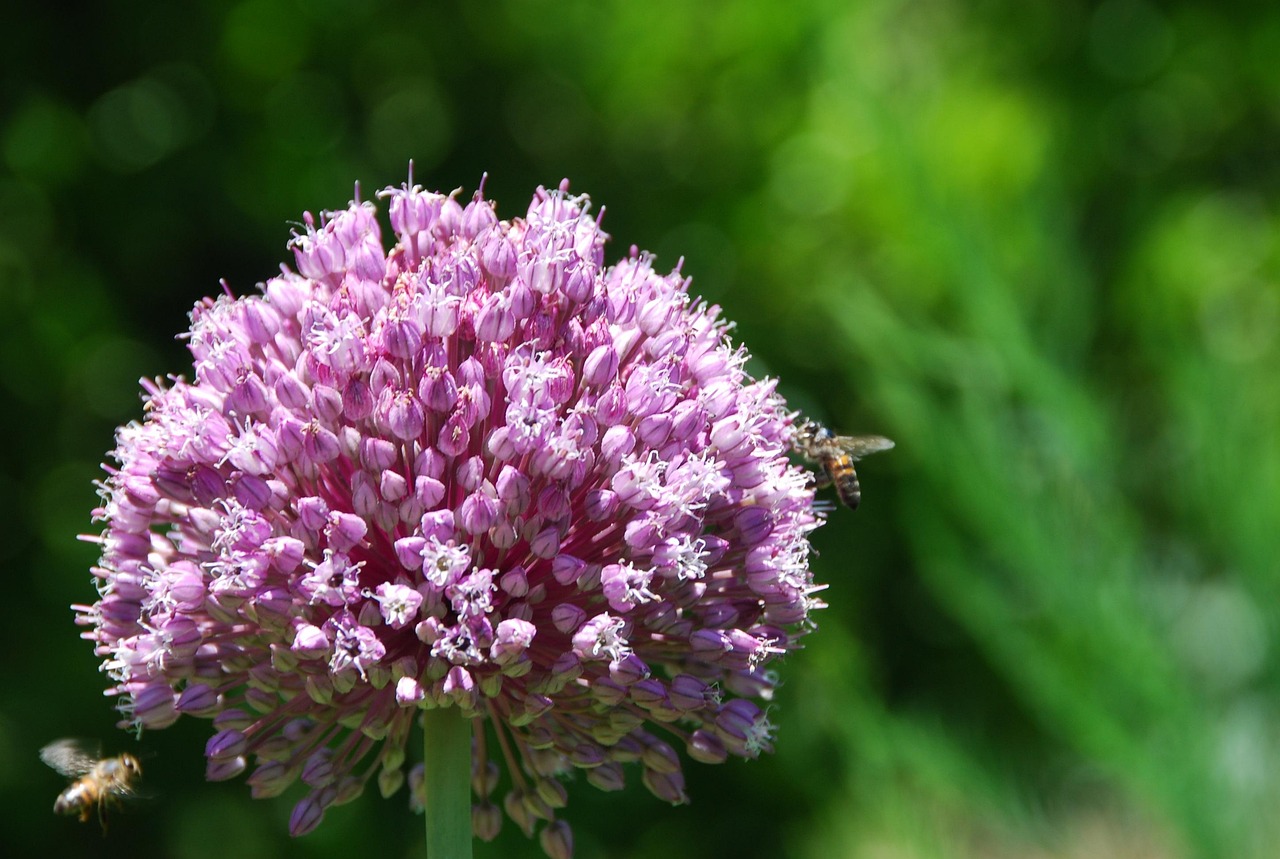 Bee Flower Insect - Free photo on Pixabay - Pixabay