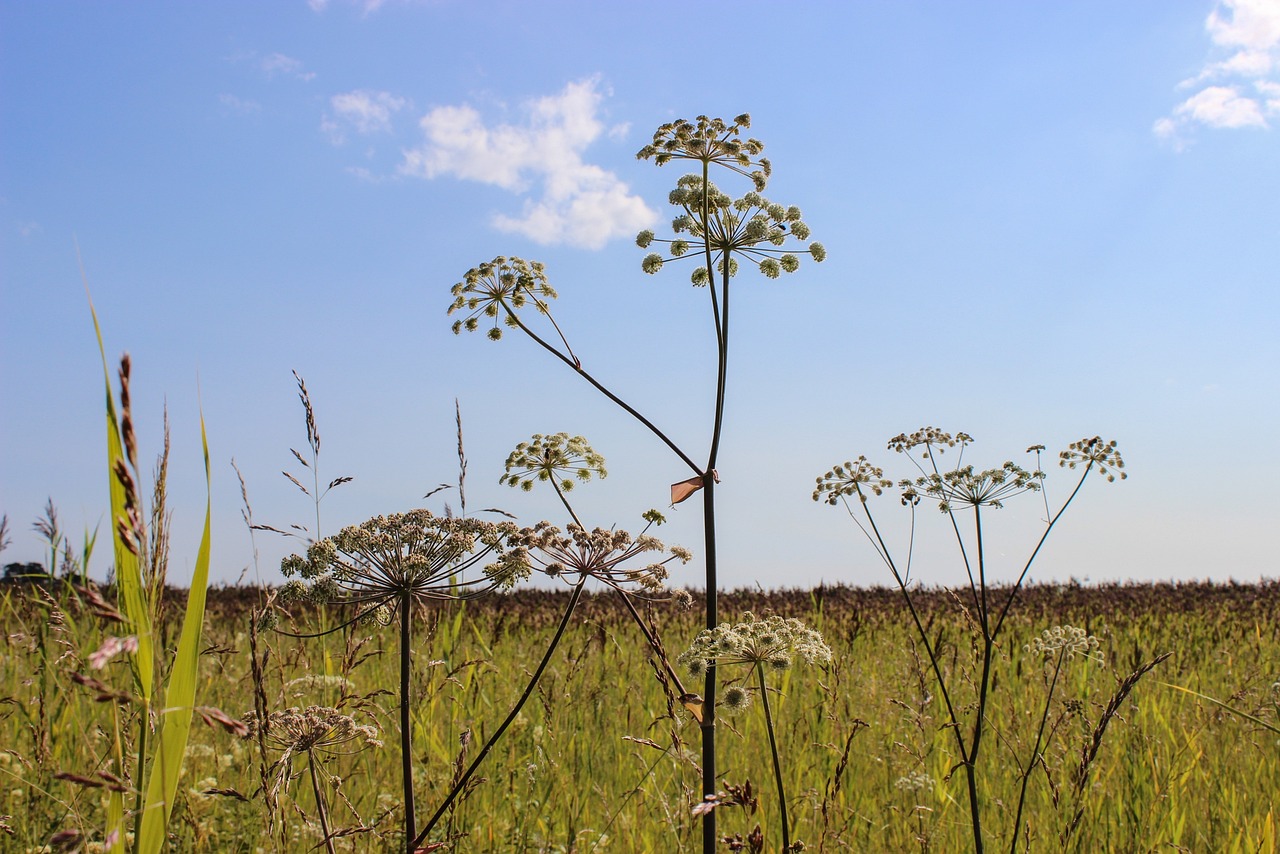 Schneeregen Sommer Ein Bett Aus - Kostenloses Foto auf Pixabay - Pixabay