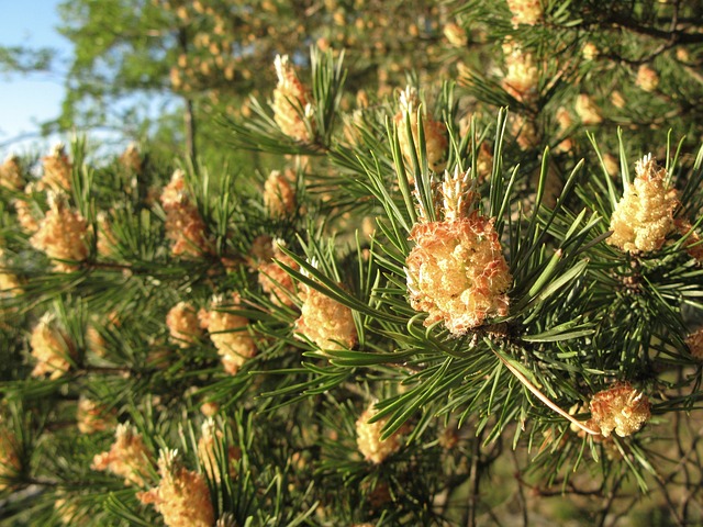 Pinho Natureza - Foto gratuita no Pixabay - Pixabay