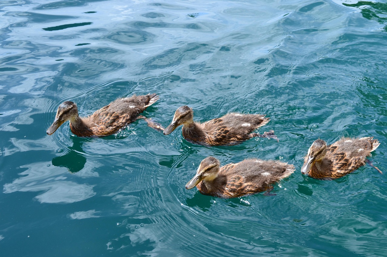 Ducks Mallards Birds - Free photo on Pixabay - Pixabay