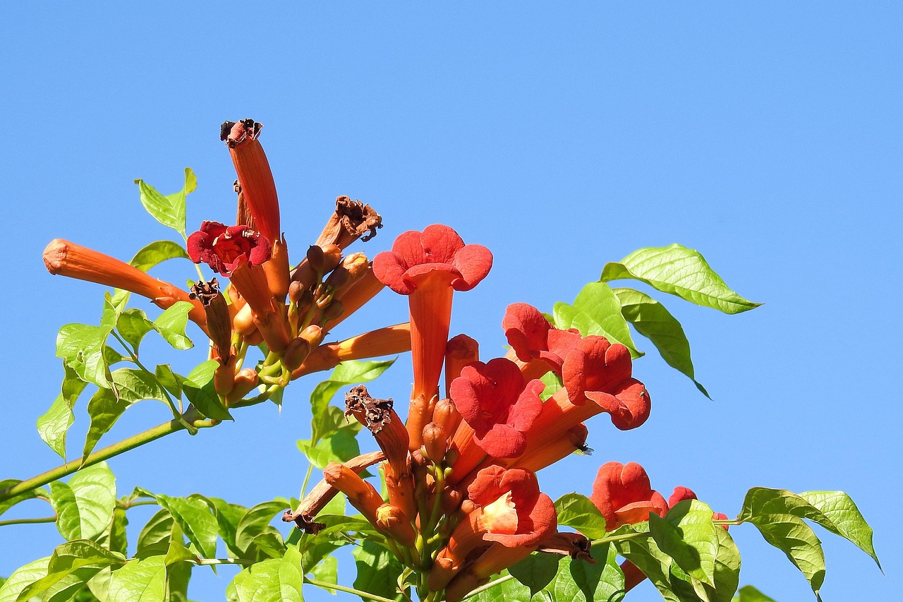 100+ Free Angel Trumpet & Trumpet Images - Pixabay