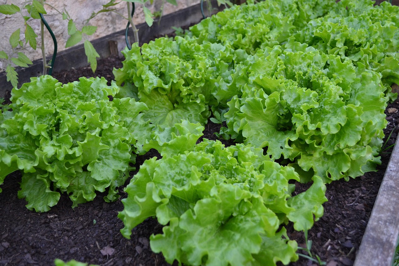 Kebun Sayur Batavia Selada Salad - Foto gratis di Pixabay - Pixabay