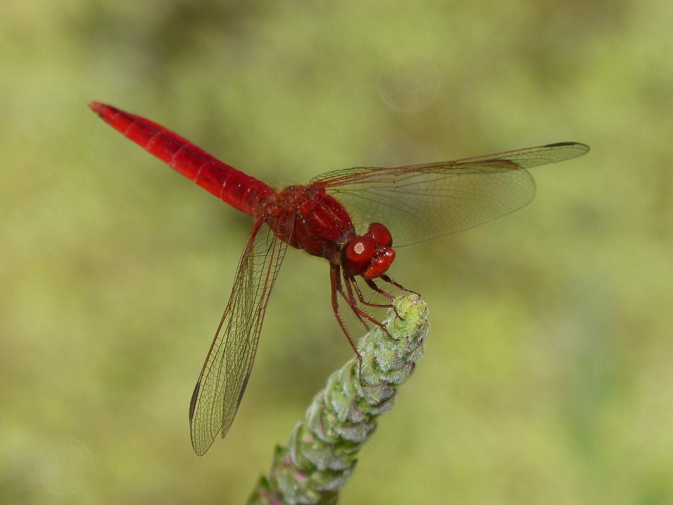 Red Dragonfly Wetland Stem - Free photo on Pixabay - Pixabay