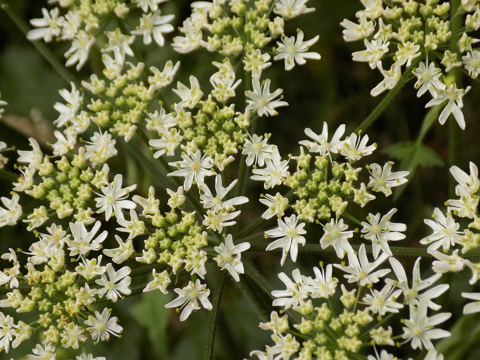 Greedy Umbelliferae Medicinal - Free photo on Pixabay