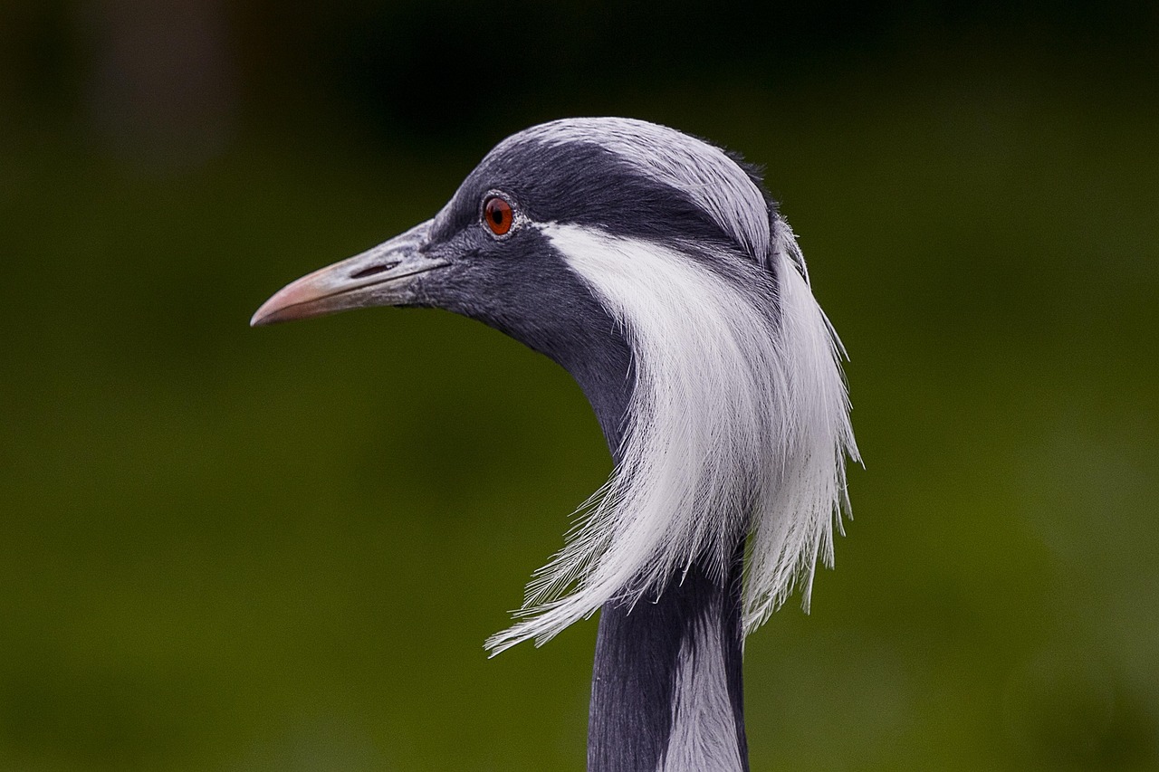 Demoiselle Crane Bird Zoo - Free photo on Pixabay