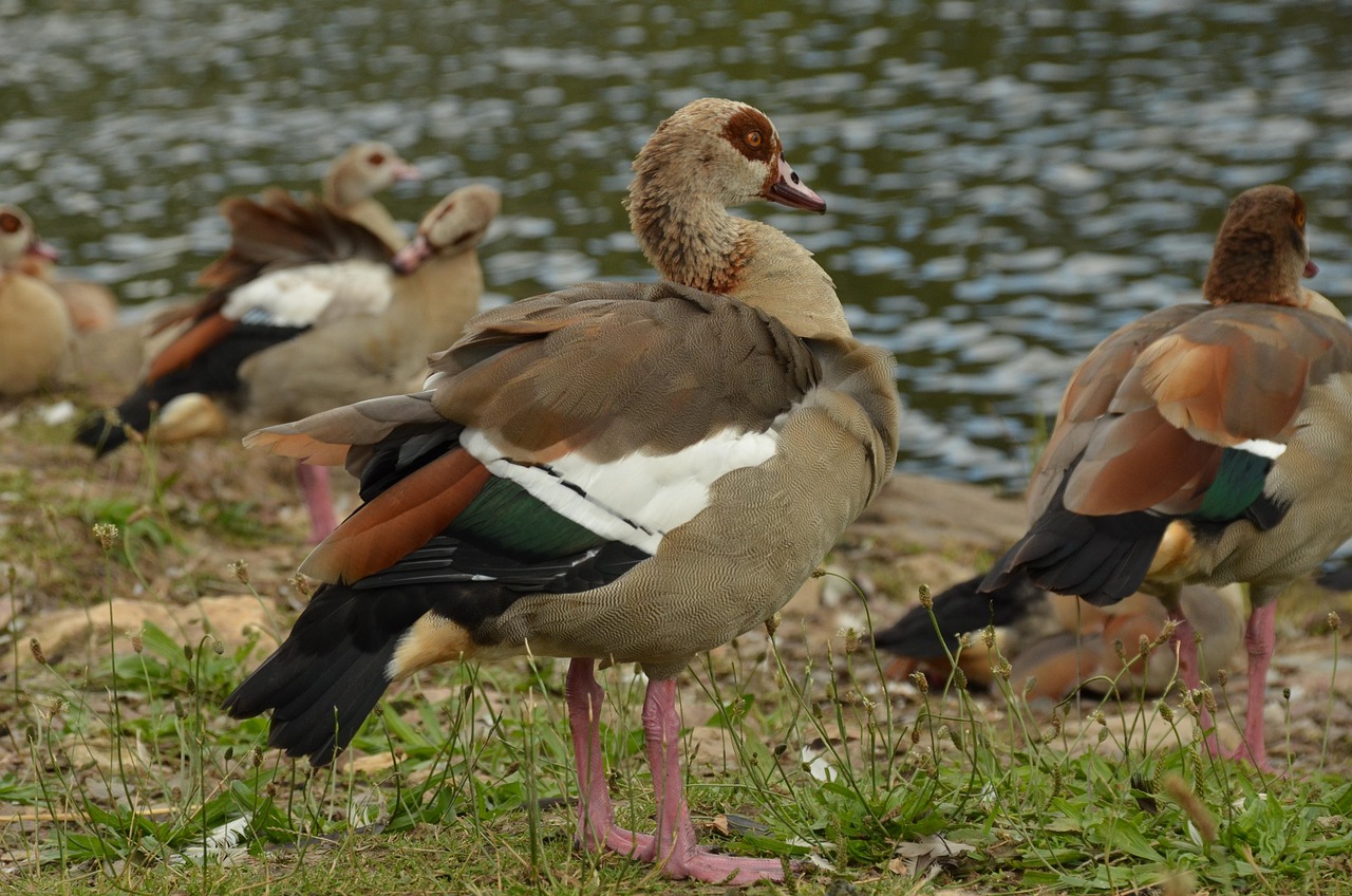 Oca Egiziana Uccello Uccelli - Foto gratis su Pixabay - Pixabay